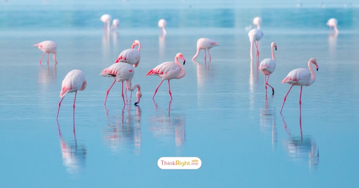 10 New Bird Species Discovered In A Lost World